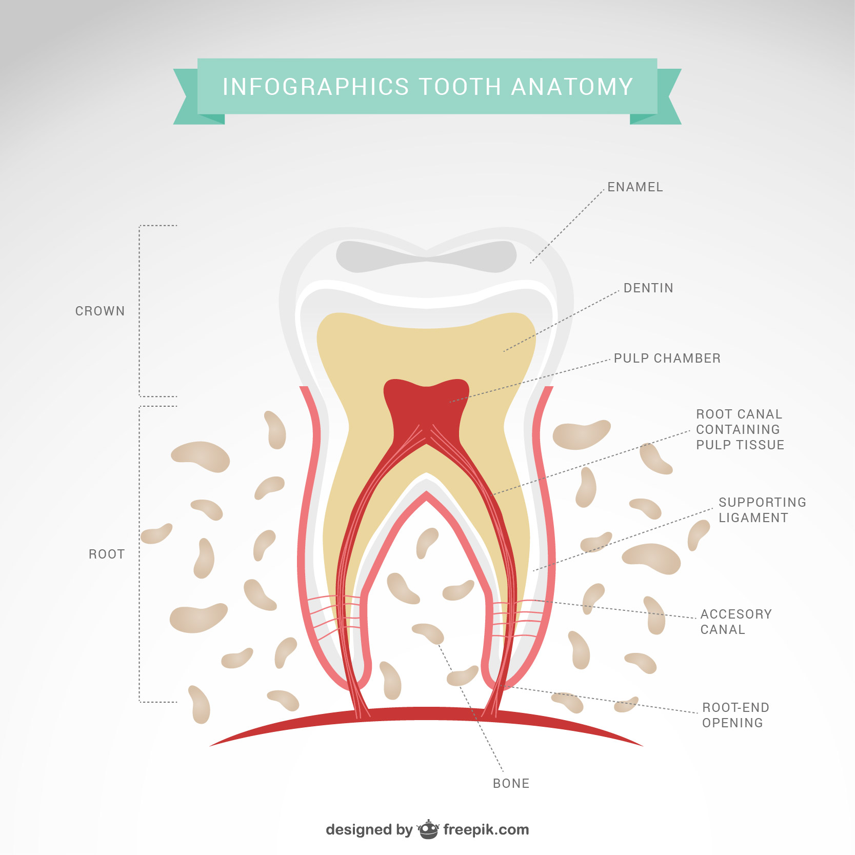 Anatomy Of Human Tooth